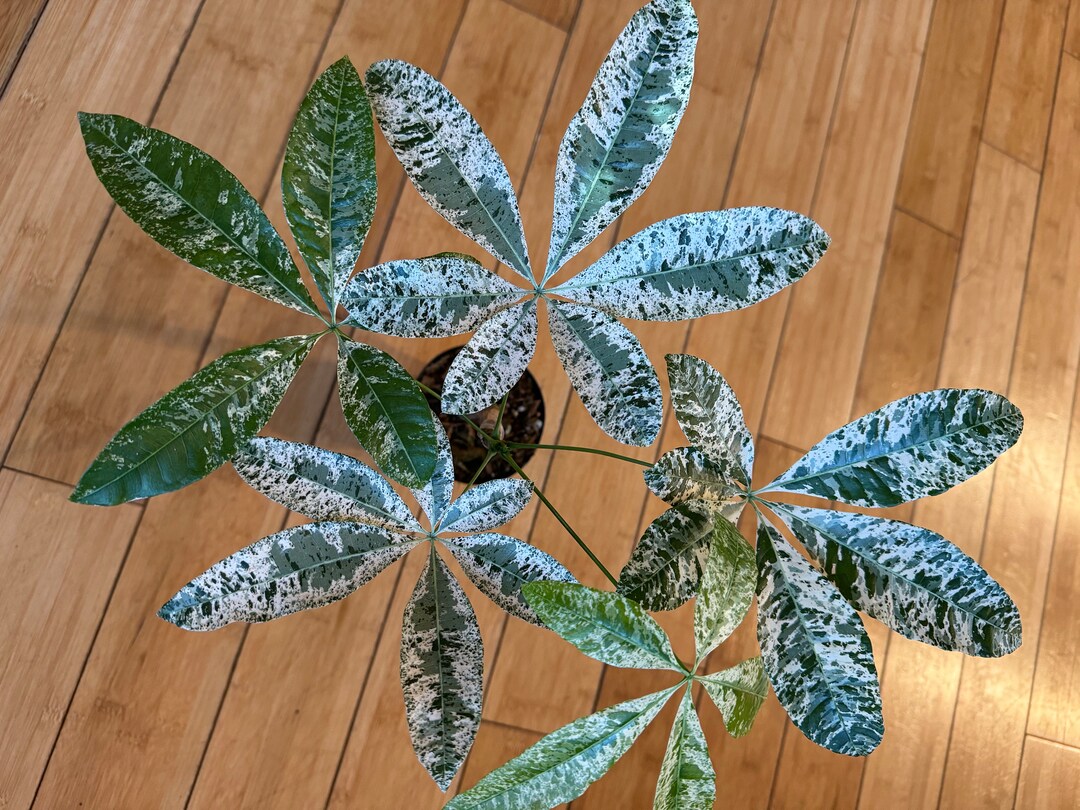 Grafted Variegated Money Tree - Etsy