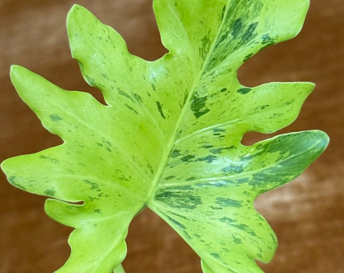 Thaumatophyllum Dragon Fire Plant *in a 4” Pot - Etsy