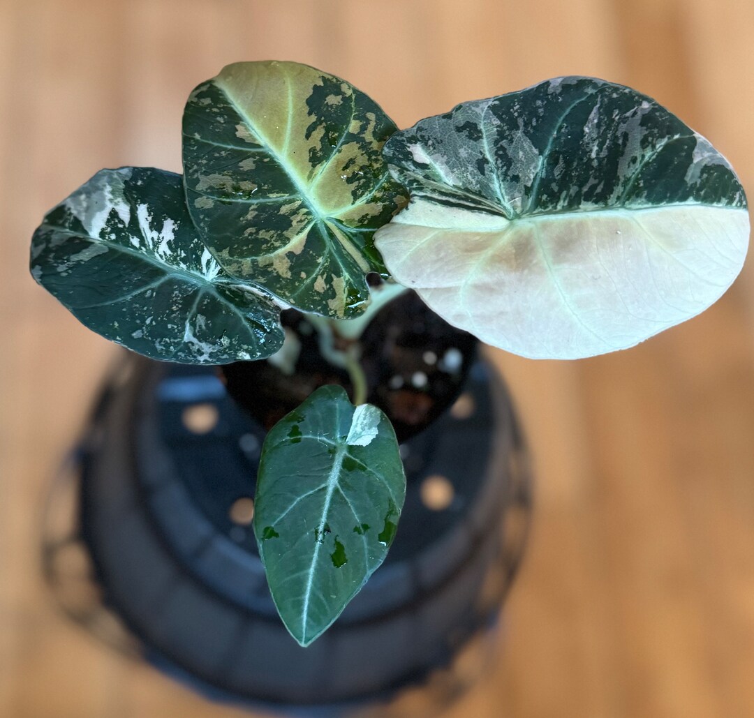 Alocasia black Velvet Variegated pink - Etsy