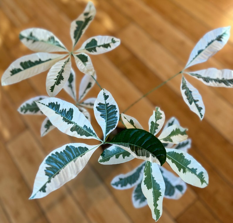 Grafted Variegated Money Tree - Etsy