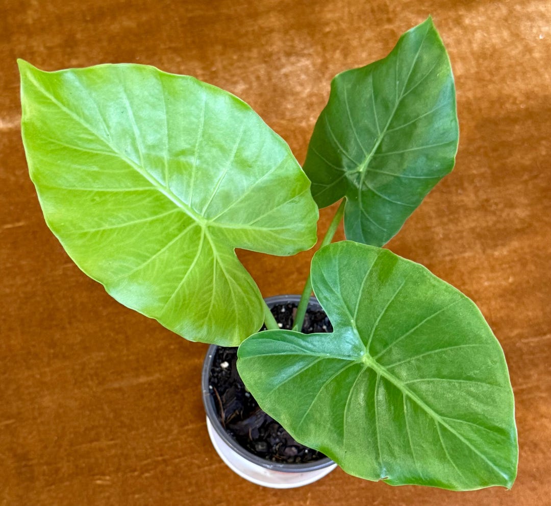 Alocasia Odora Plant ~ Elephant Ear **ADD ON Only!** - Etsy