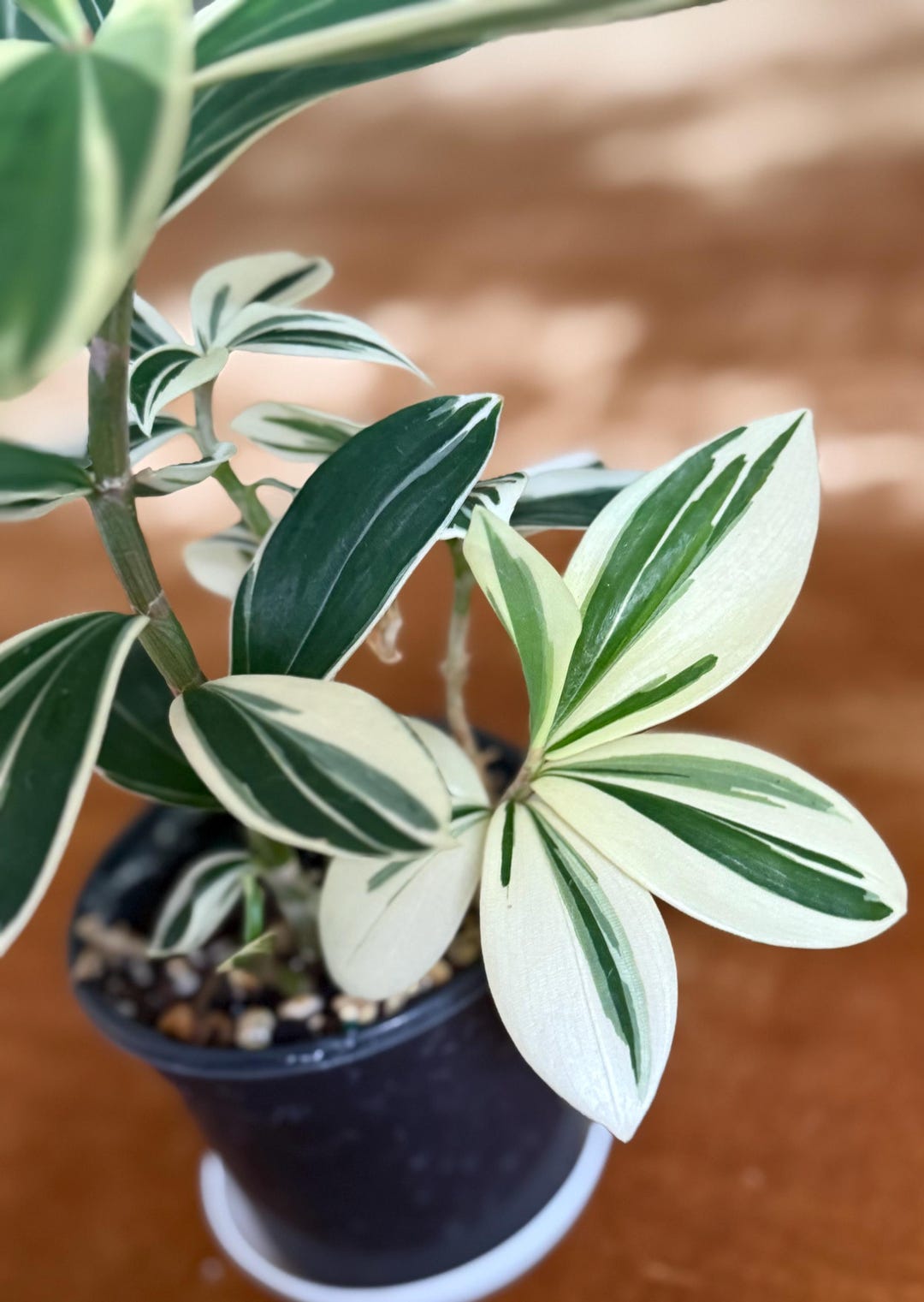 Variegated Spriral Ginger / Costus Arabicus - Etsy