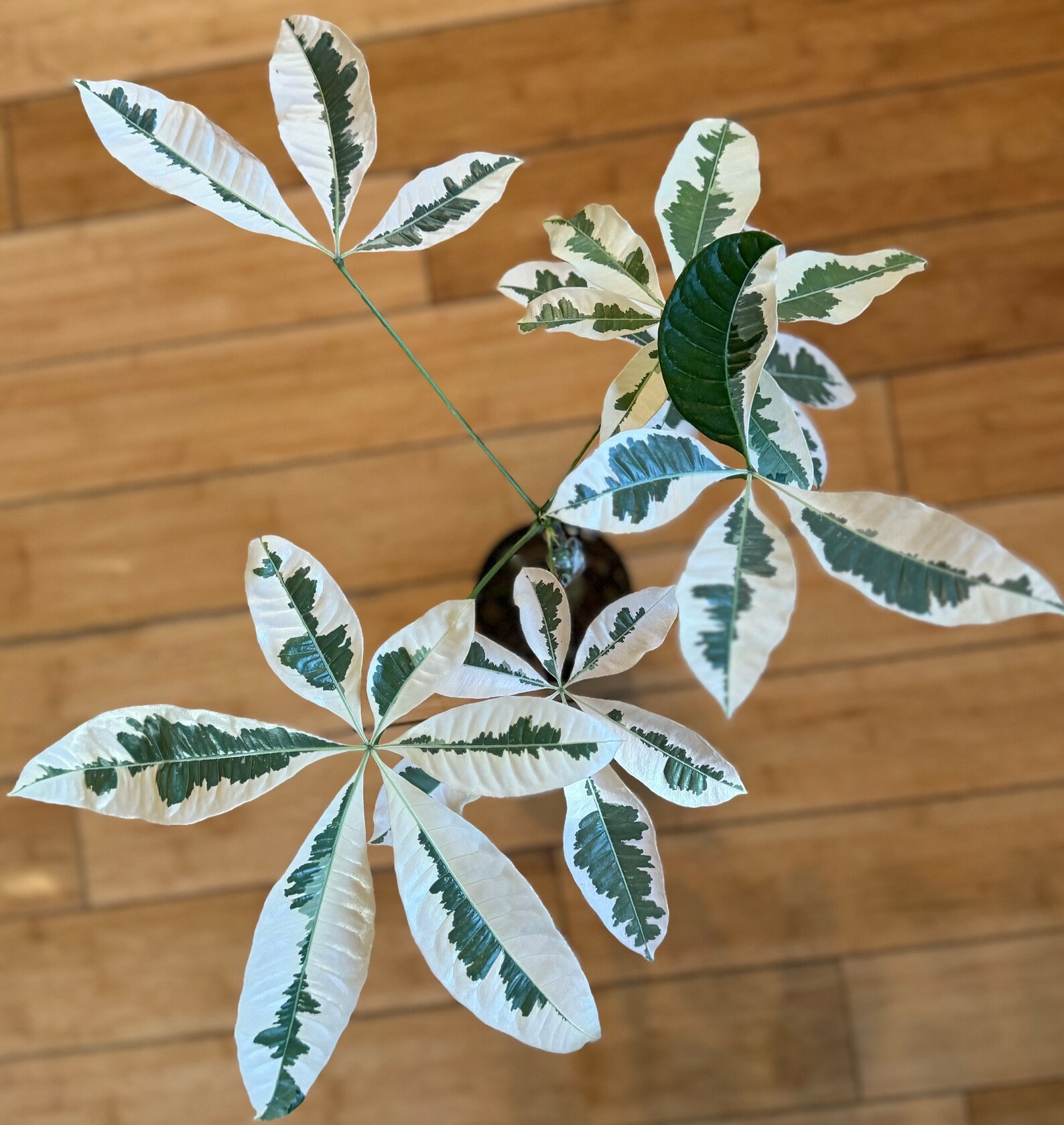 Grafted Variegated Money Tree - Etsy