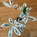 Grafted Variegated Money Tree - Etsy