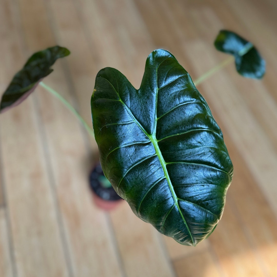Alocasia Golden Bone - Etsy
