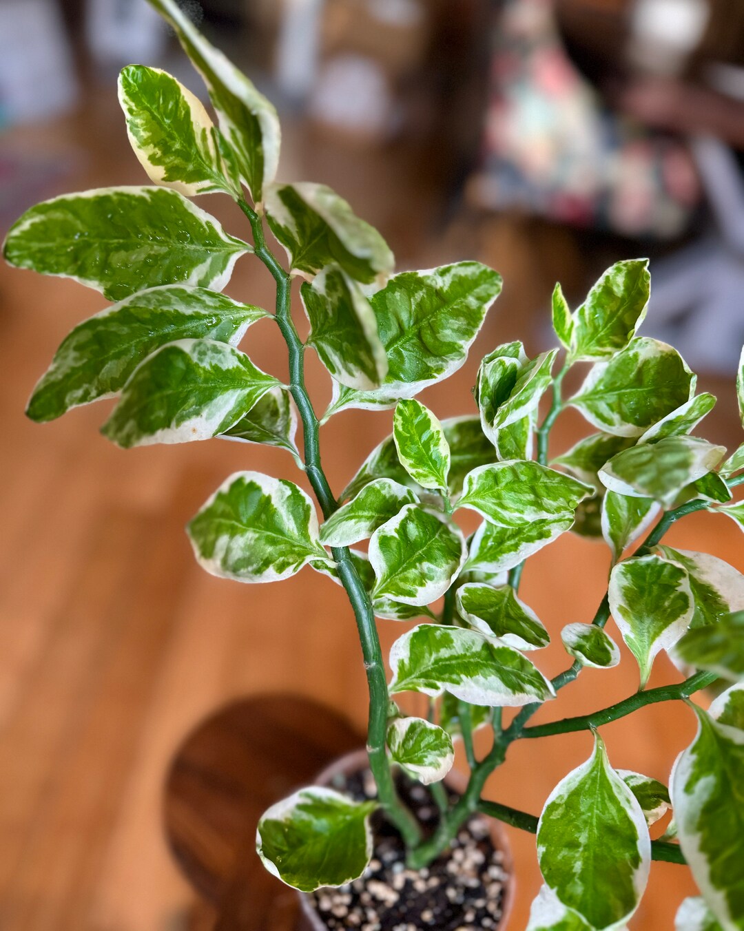 Euphorbia devils Backbone Variegated - Etsy