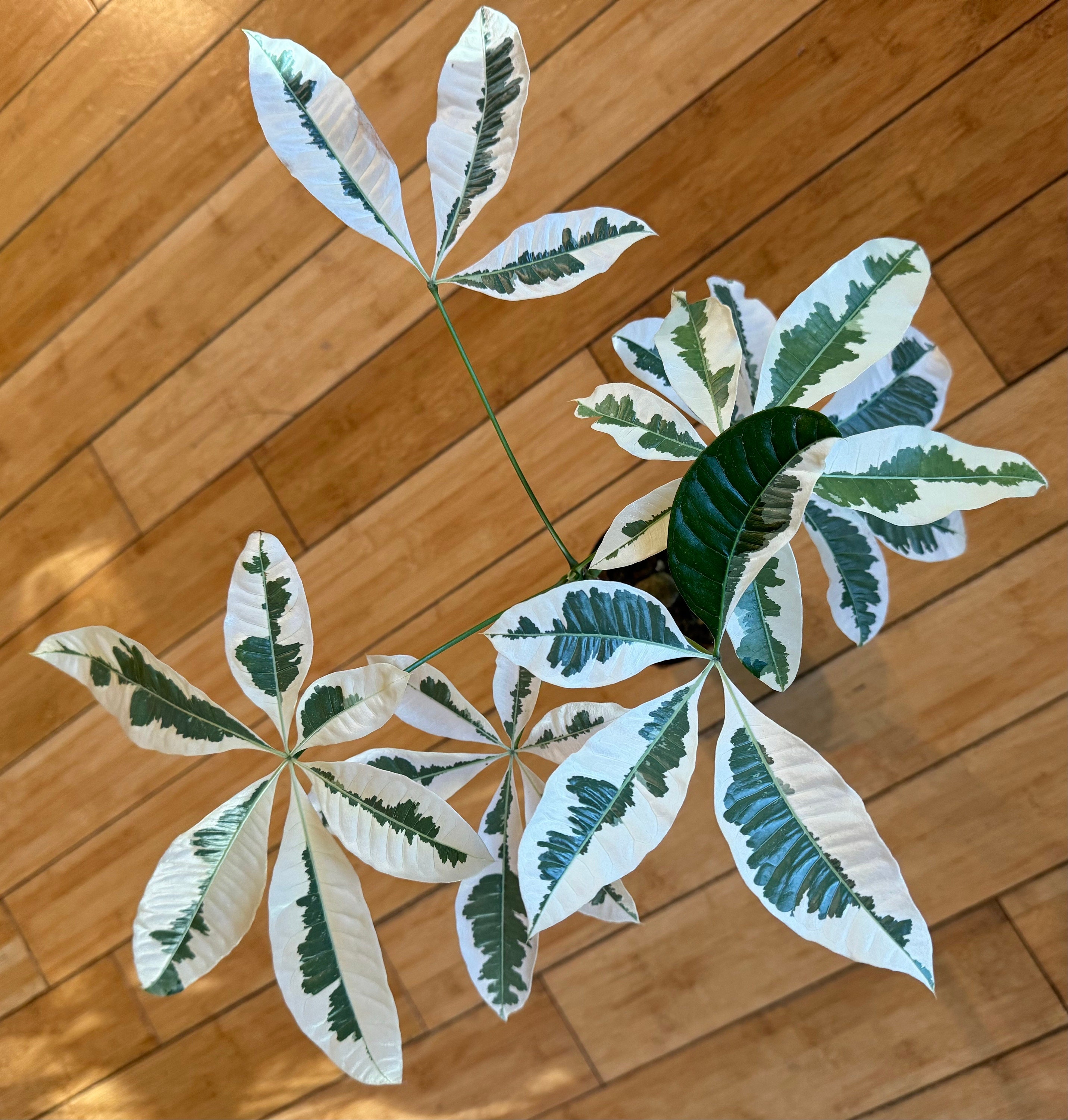 Grafted Variegated Money Tree - Etsy