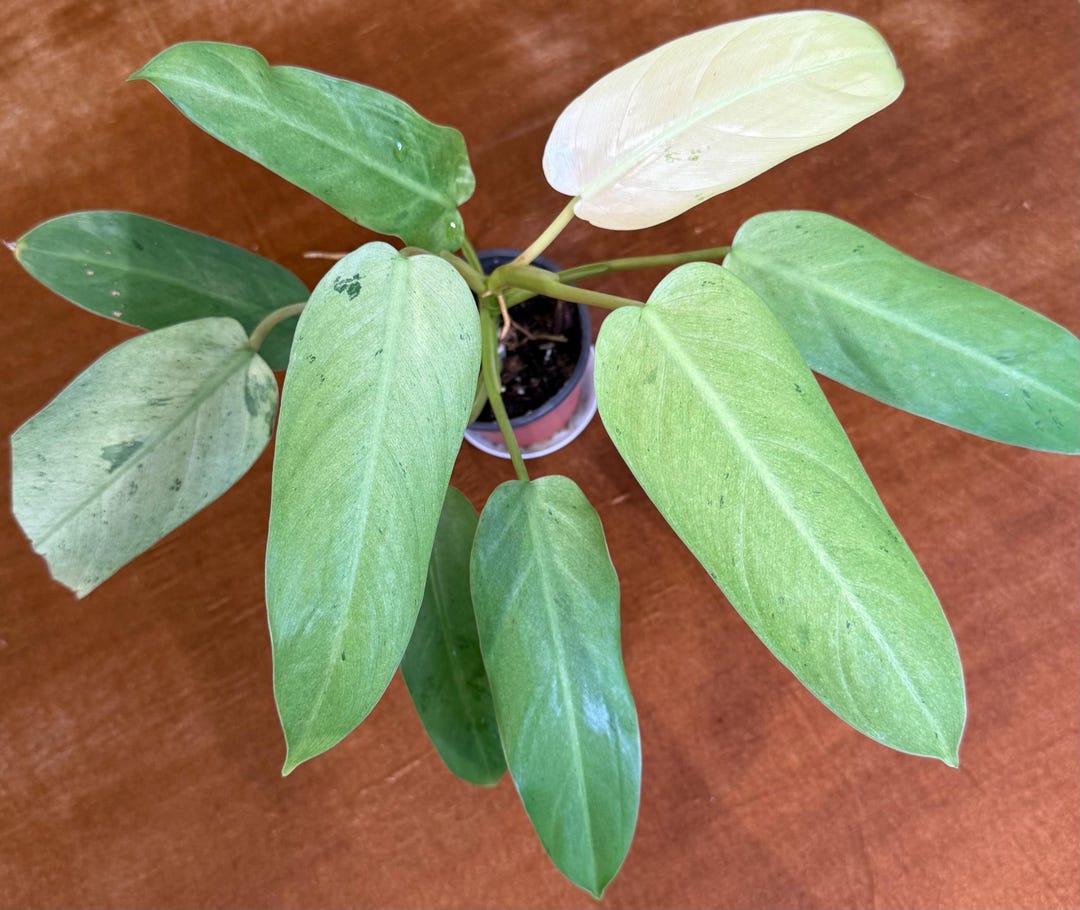 Philodendron Whipple Way~ Full Plant - Etsy