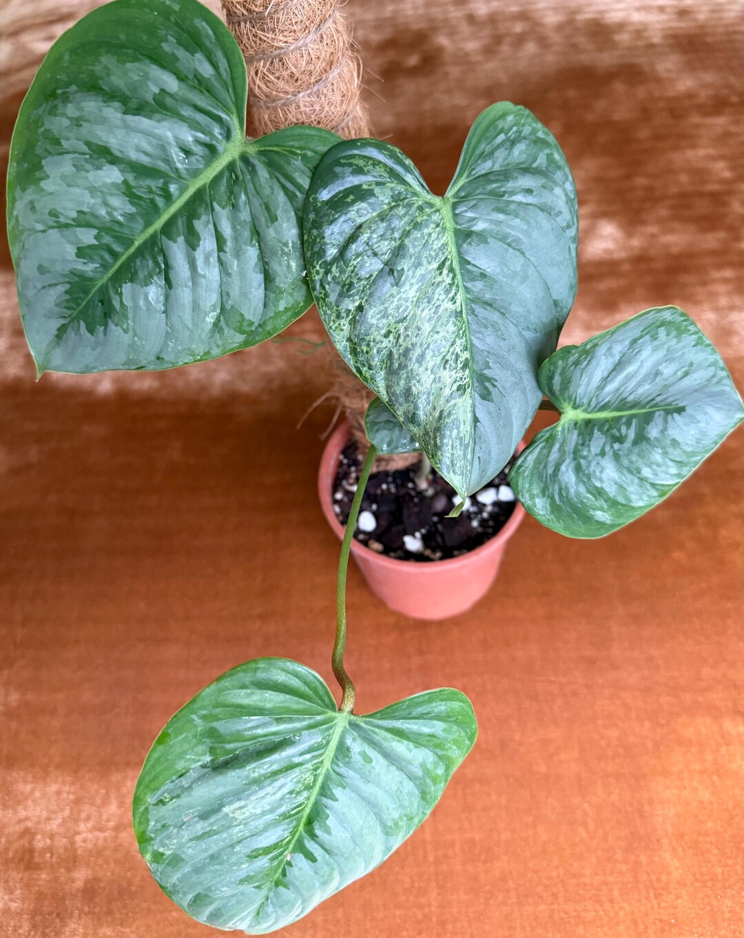 Philodendron Sidori - Etsy