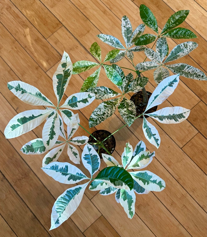 Grafted Variegated Money Tree - Etsy