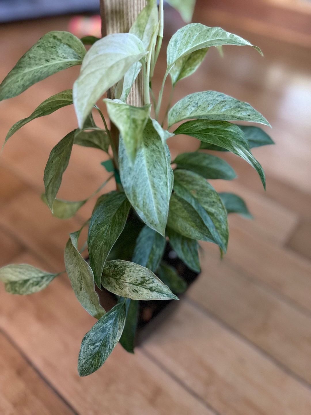 Monstera Laniata Variegated - Etsy