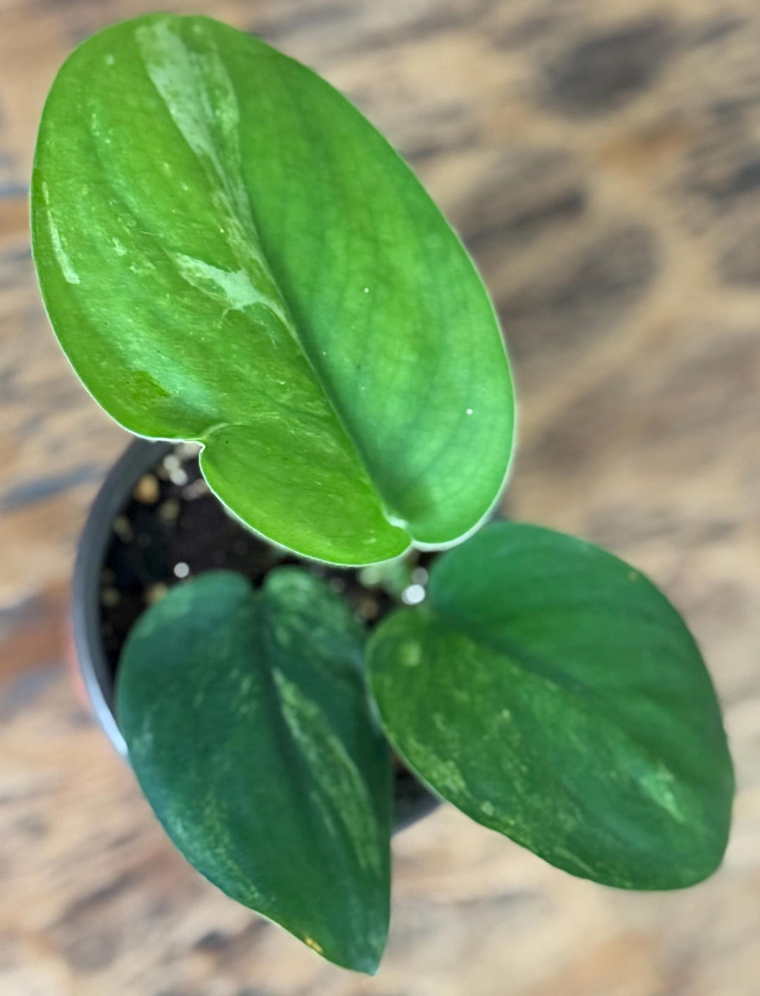 Scindapsus Jade Satin ‘mint’ - Etsy