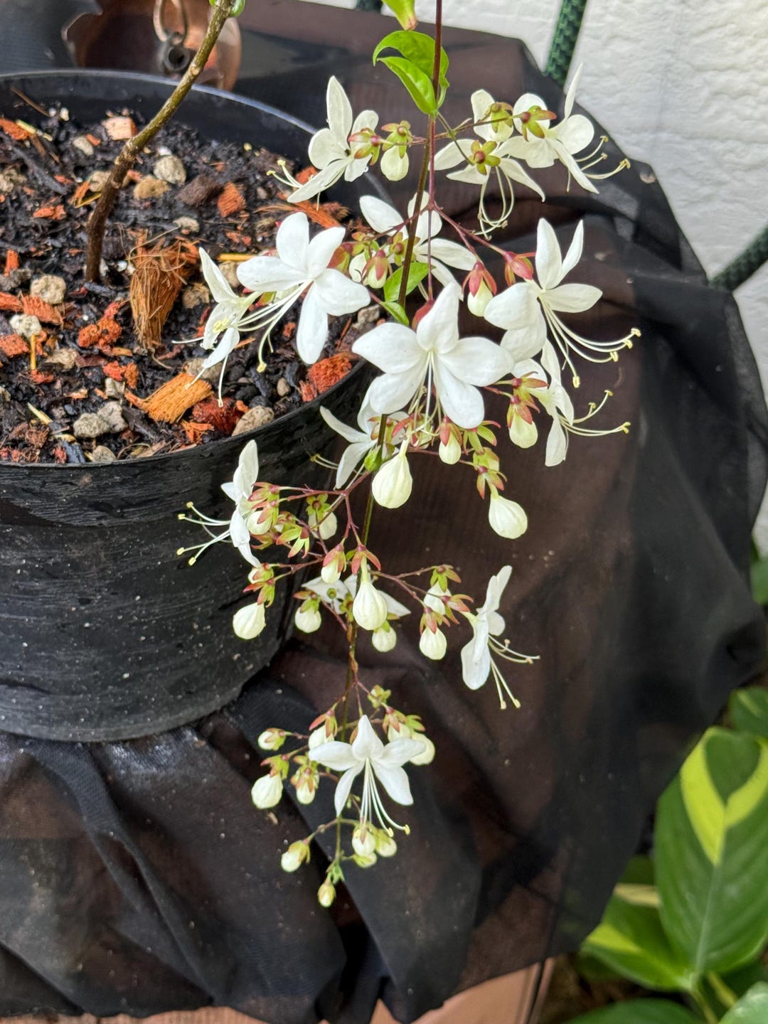 Light Bulb Plant ~ Clerodendrum Wallichi Rare Plant *6 Inch Pot - Etsy