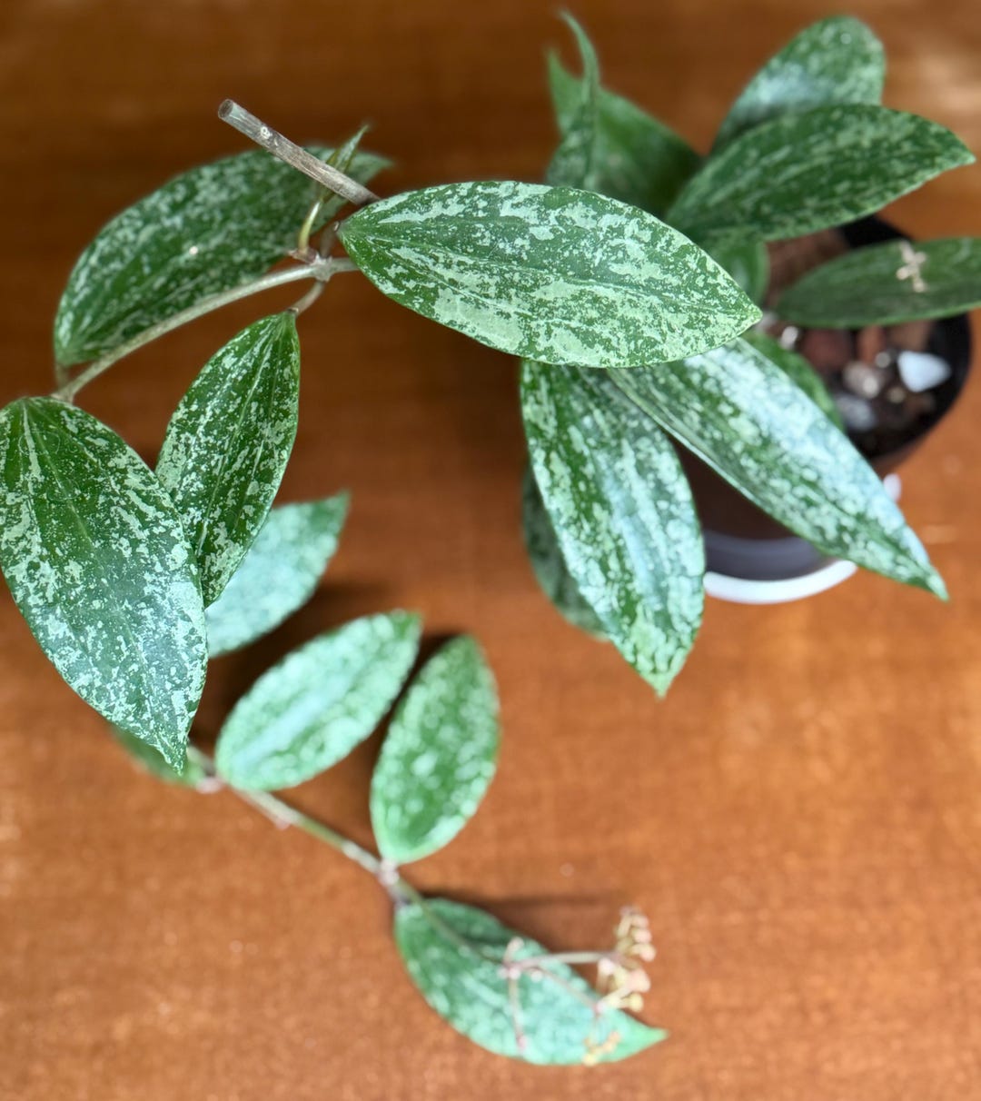 Hoya Pubicalyx Splash - Etsy