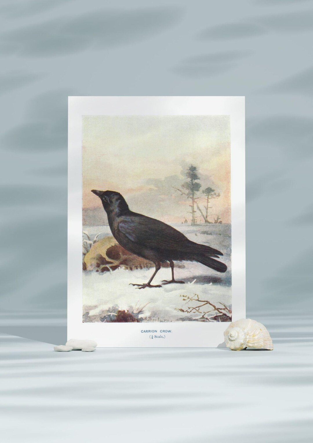 Carrion Crow Bird 1903 Vintage Illustration, Antique Bird Sketch ...