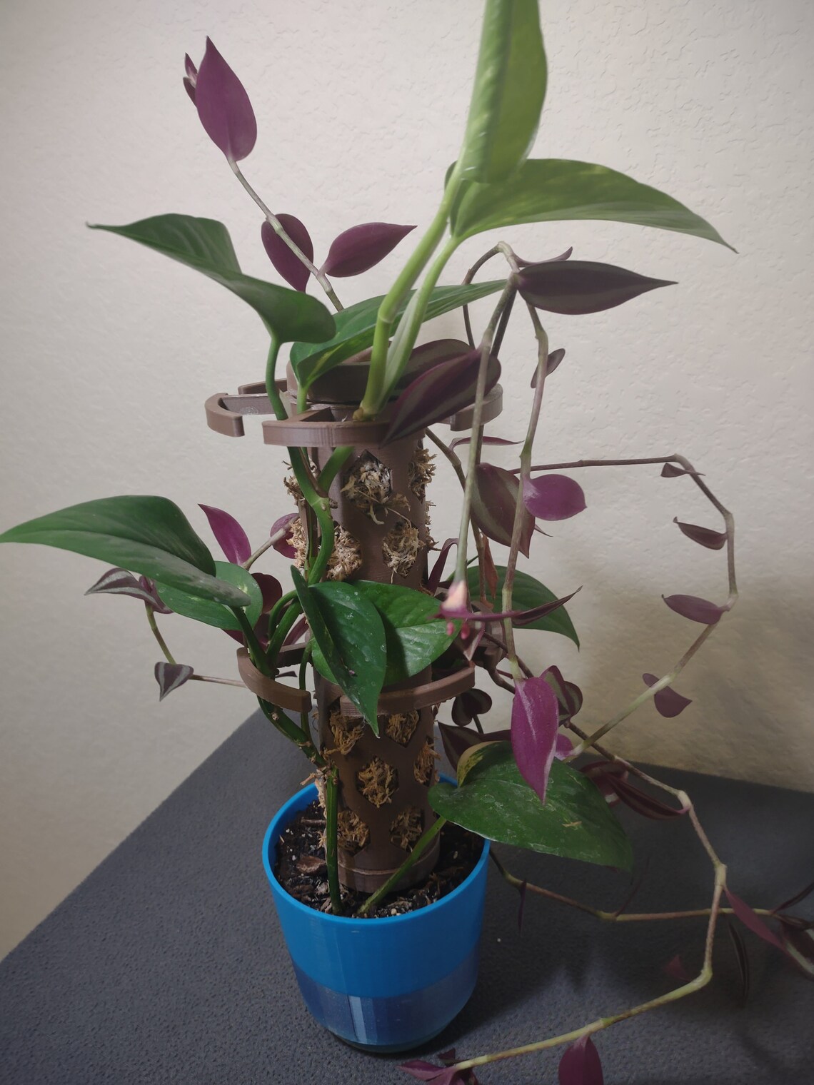 Monstera Plant Tower - Modular - Expandable Vine Support - Etsy