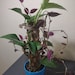 Monstera Plant Tower - Modular - Expandable Vine Support - Etsy