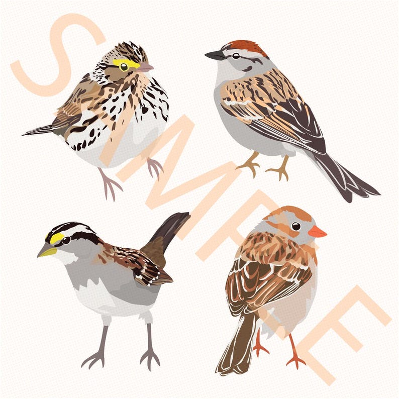 Buy Eastern US Sparrows SVG and PNG Files Ready to Cut With 4 Designs ...