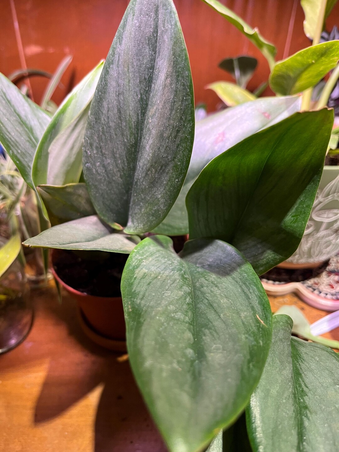 Moonlight Pothos Epipremnum Auruem - Etsy