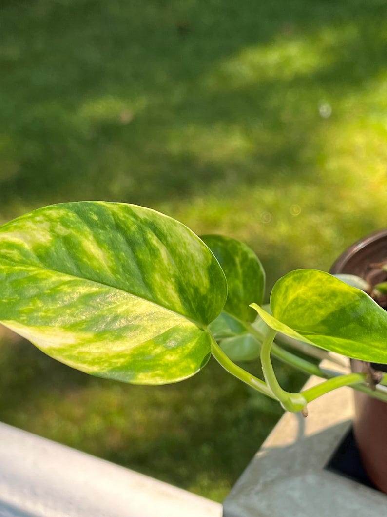 Golden Pothos - Etsy