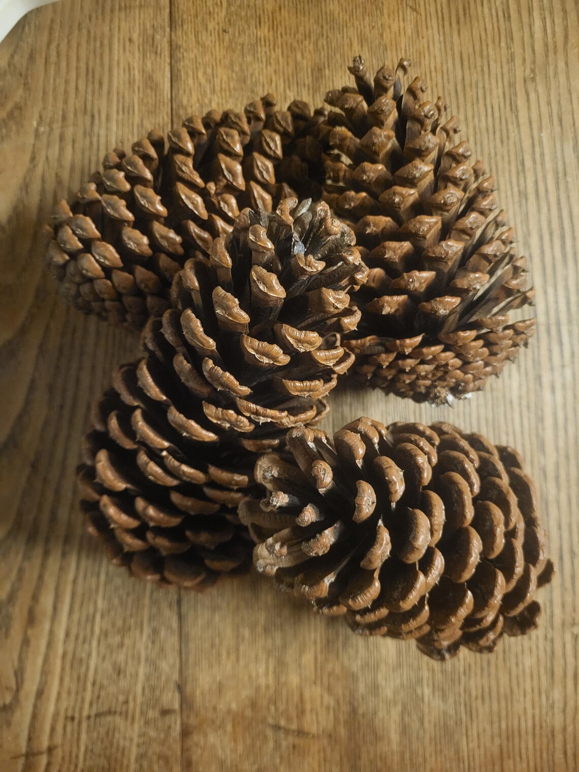 Lot of 10 Pinecones Ranging in the 4-6 Inch Size Perfect for Decorating ...