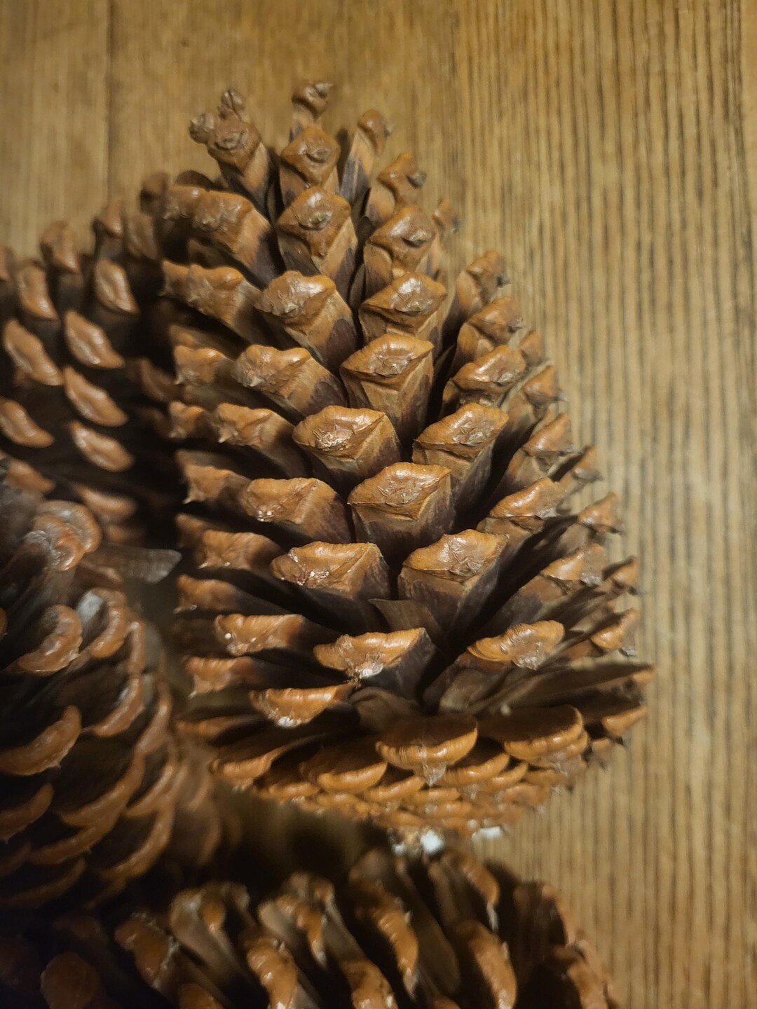 Lot of 10 Pinecones Ranging in the 4-6 Inch Size Perfect for Decorating ...