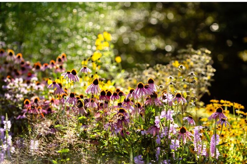 Meadow Blossoms: Flowers in the Meadow Digital Print - Etsy