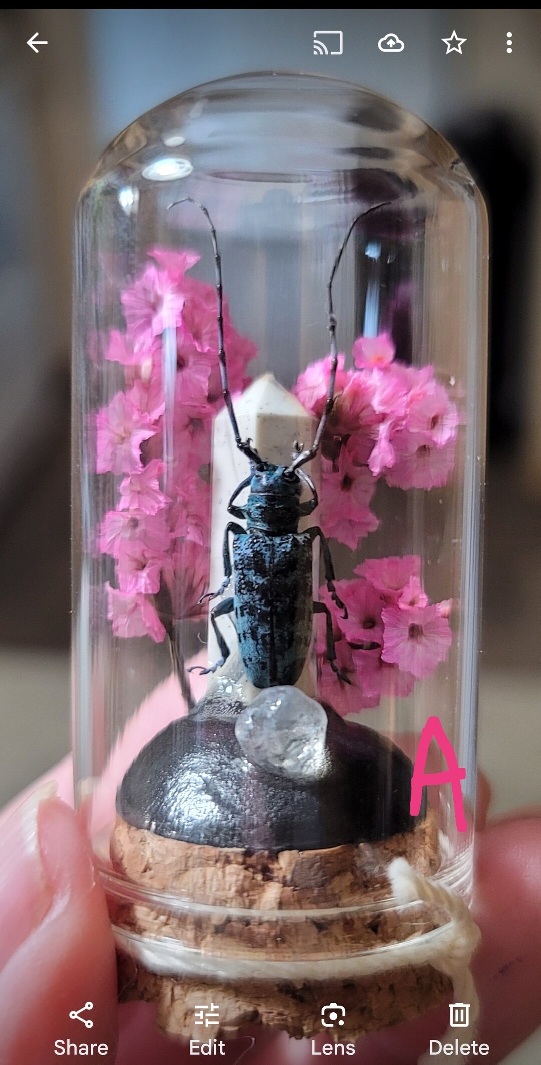 Single Insect Specimen Mini Cloche Dome Display With Mini Crystal Point ...