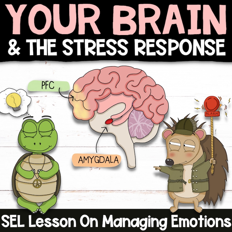 The Brain and Stress Response SEL Trauma Sensitive Kids Lesson on ...