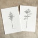 Small Tree Pencil Drawing Original Tree Study Drawing Handmade Paper ...