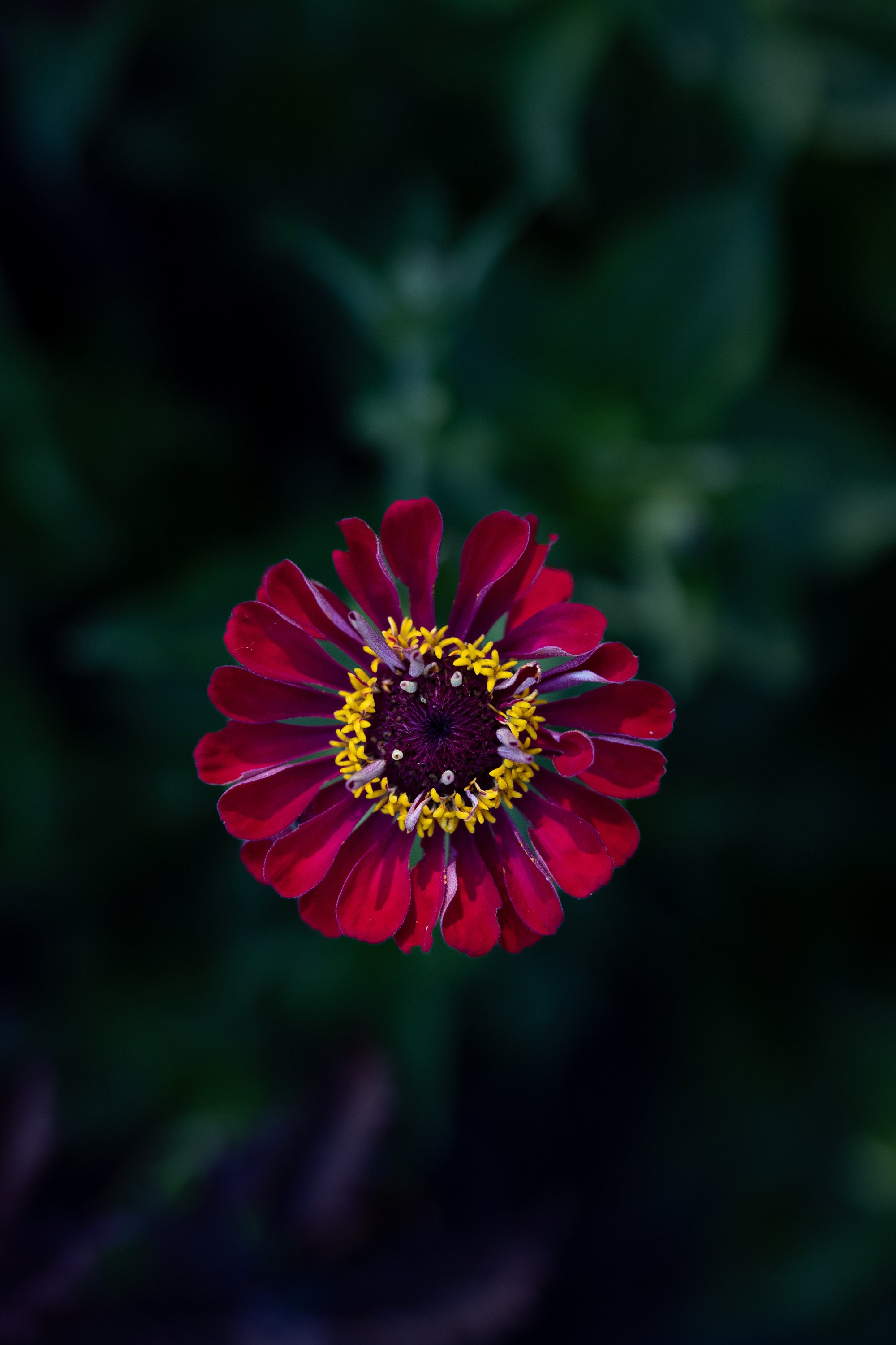 Stunning Red Zinnia Flower Photo - Digital Download - Etsy