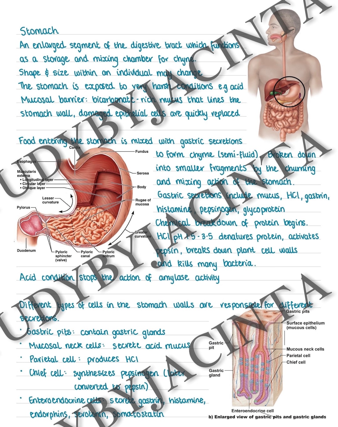 Anatomy And Physiology Study Notes Etsy