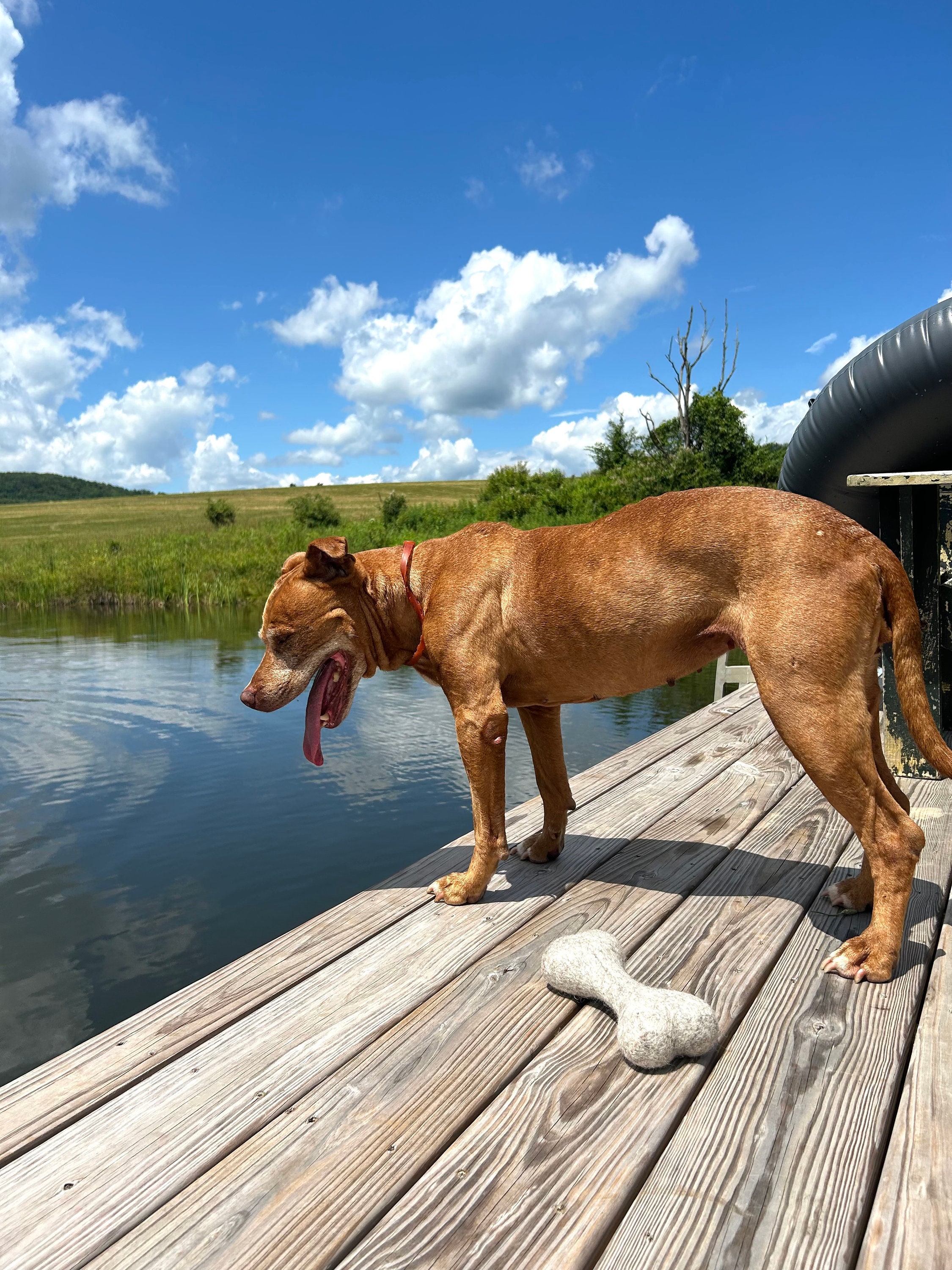 LALADOGG Wool Dog Toy Dog Bone Natural Handmade Dog Calming Toy 8 Inch ...