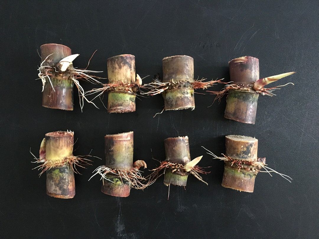 8 Sugar Cane Cuttings single Node - Etsy