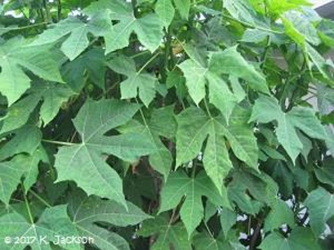 4 Chaya Cuttings4 Chaya Cuttings – Organic Tree Spinach for Planting ...