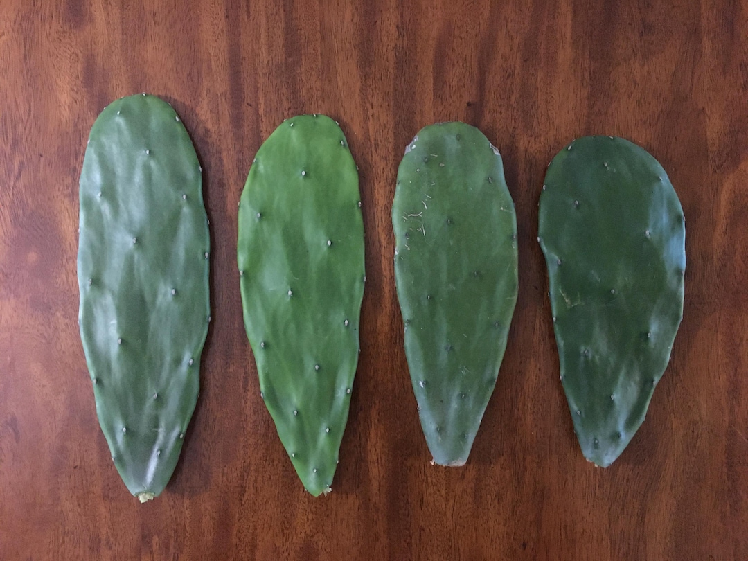 4 Spineless Nopal Cactus Cuttings – Opuntia Cochenillifera – Edible ...