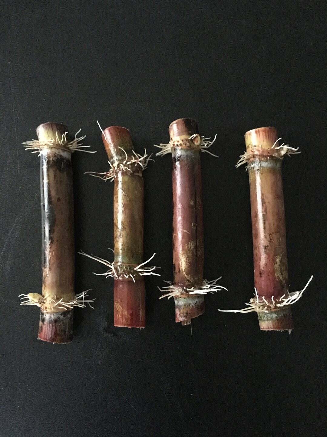4 Sugar Cane Cuttings 2 Nodes - Etsy