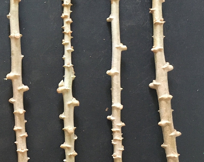 4 Cassava/yuca Cuttings (manihot Esculenta) for Planting – Tapioca Root ...