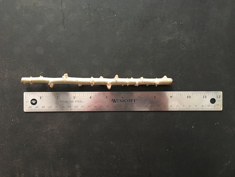 8 Cassava Cuttings - Etsy