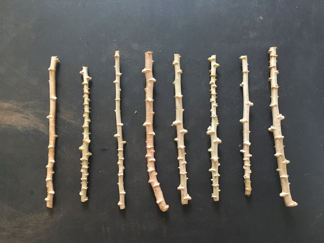 8 Cassava Cuttings - Etsy