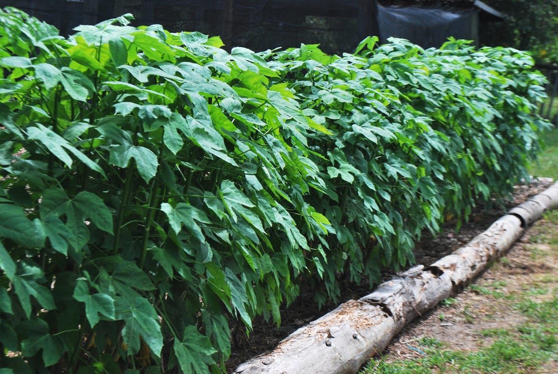 4 Chaya Cuttings4 Chaya Cuttings – Organic Tree Spinach for Planting ...