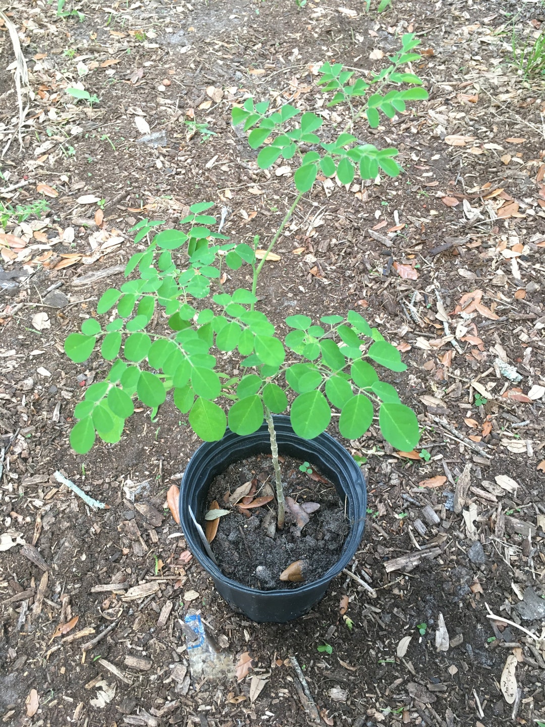 Bare Root Moringa Tree - Etsy