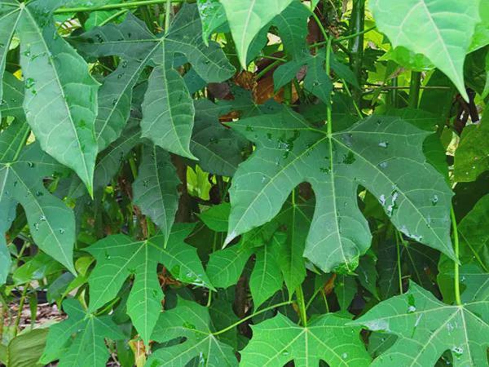 4 Chaya Cuttings4 Chaya Cuttings – Organic Tree Spinach for Planting ...