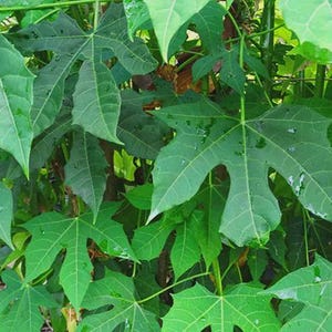 4 Chaya Cuttings4 Chaya Cuttings – Organic Tree Spinach for Planting ...