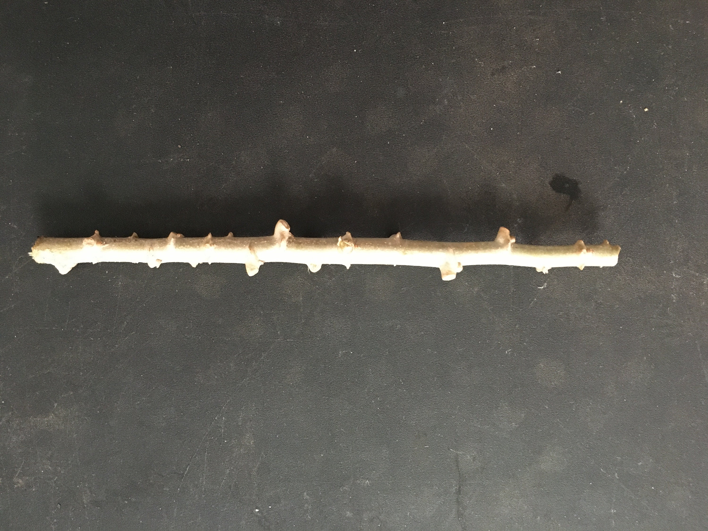 8 Cassava Cuttings - Etsy