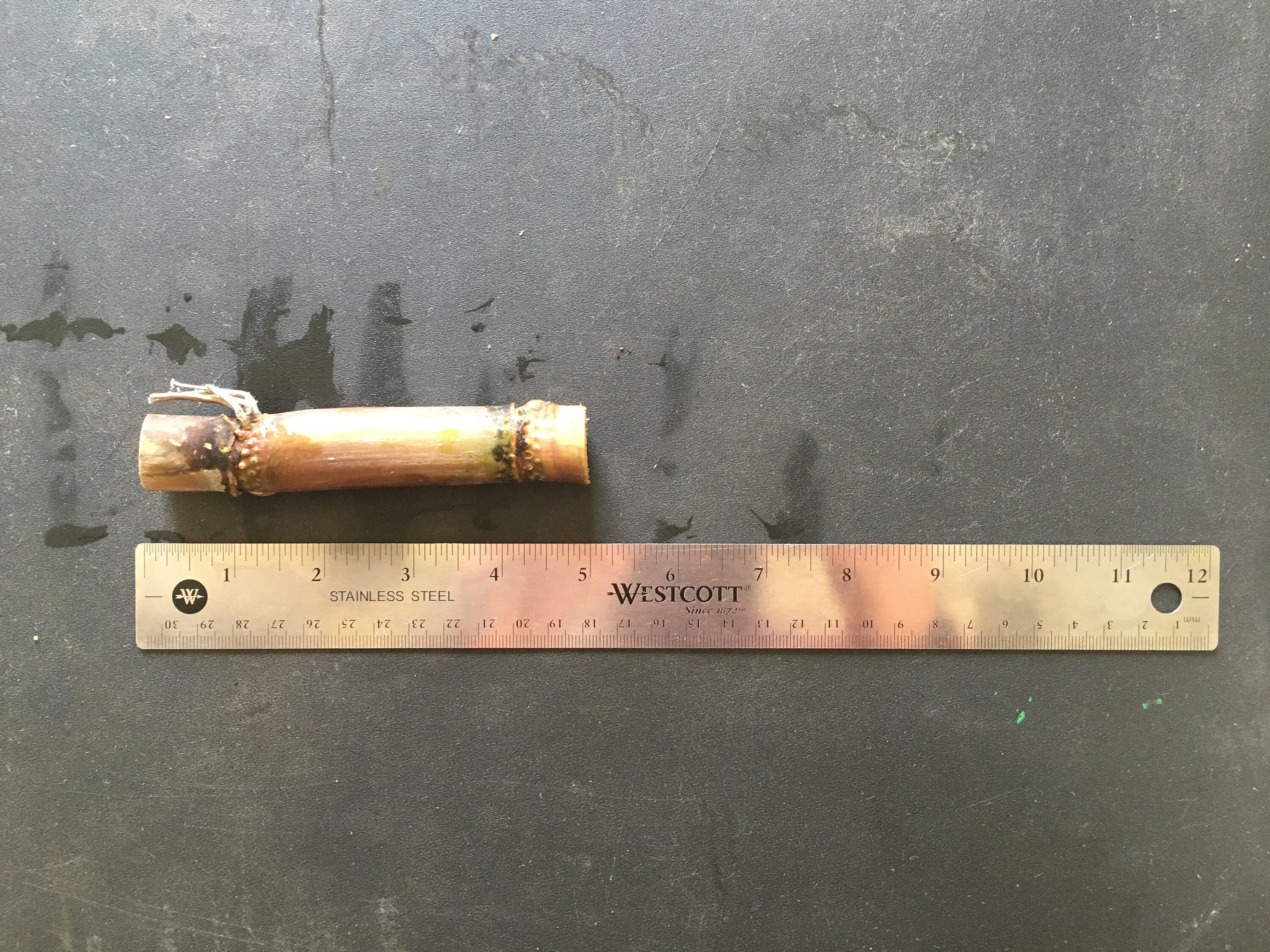 4 Sugar Cane Cuttings 2 Nodes - Etsy