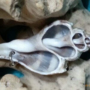 King Crown Conch (king Conch) Shell Pendant. - Etsy