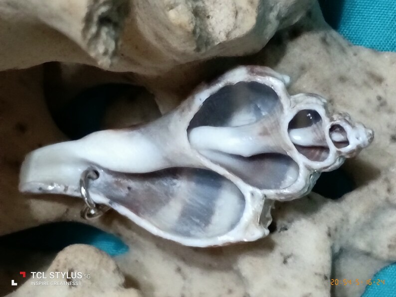 King Crown Conch (king Conch) Shell Pendant. - Etsy