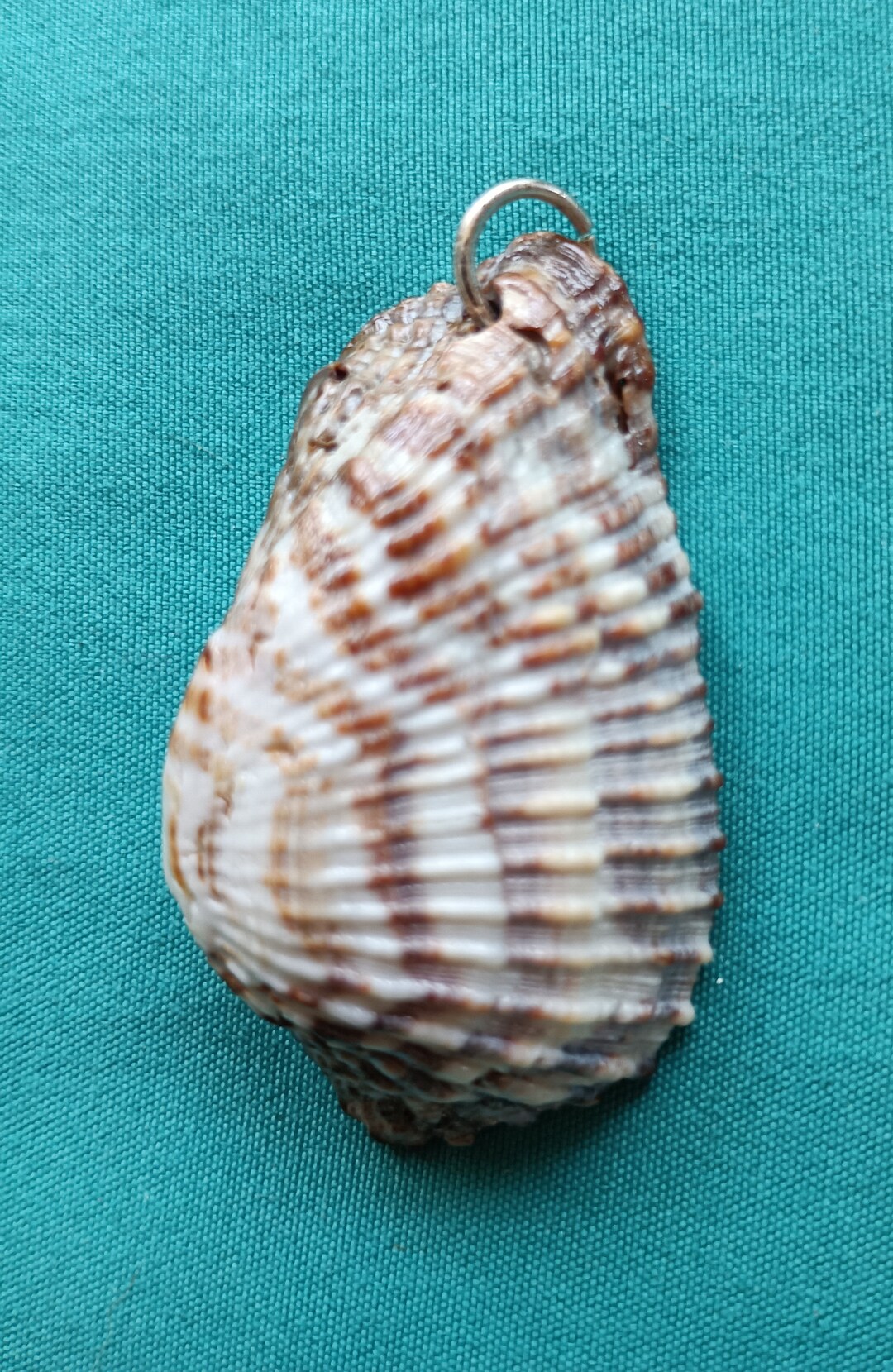 Turkey Wing Seashell Pendant. - Etsy