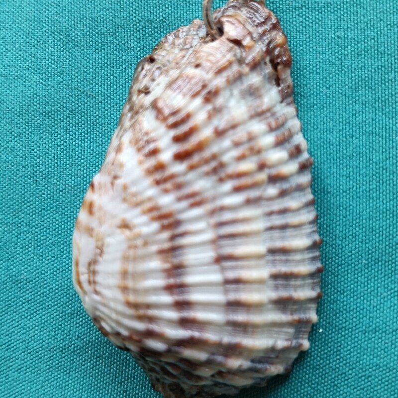 Turkey Wing Shells - Etsy
